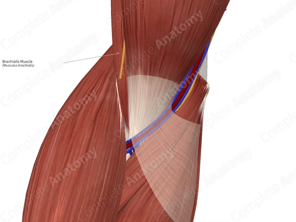 Brachialis Muscle | Complete Anatomy