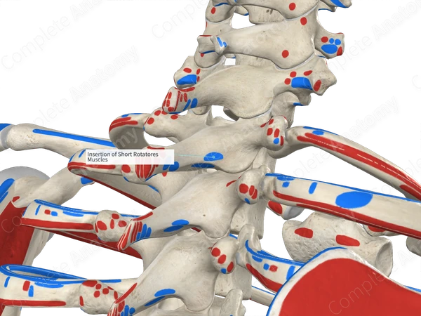Insertion of Short Rotatores Muscles | Complete Anatomy