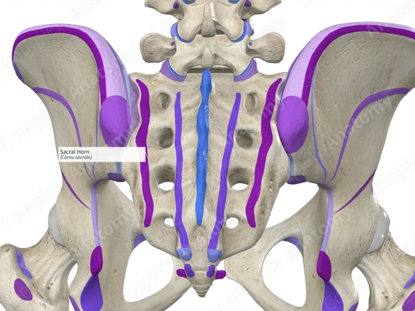 Sacral Horn (Right) | Complete Anatomy