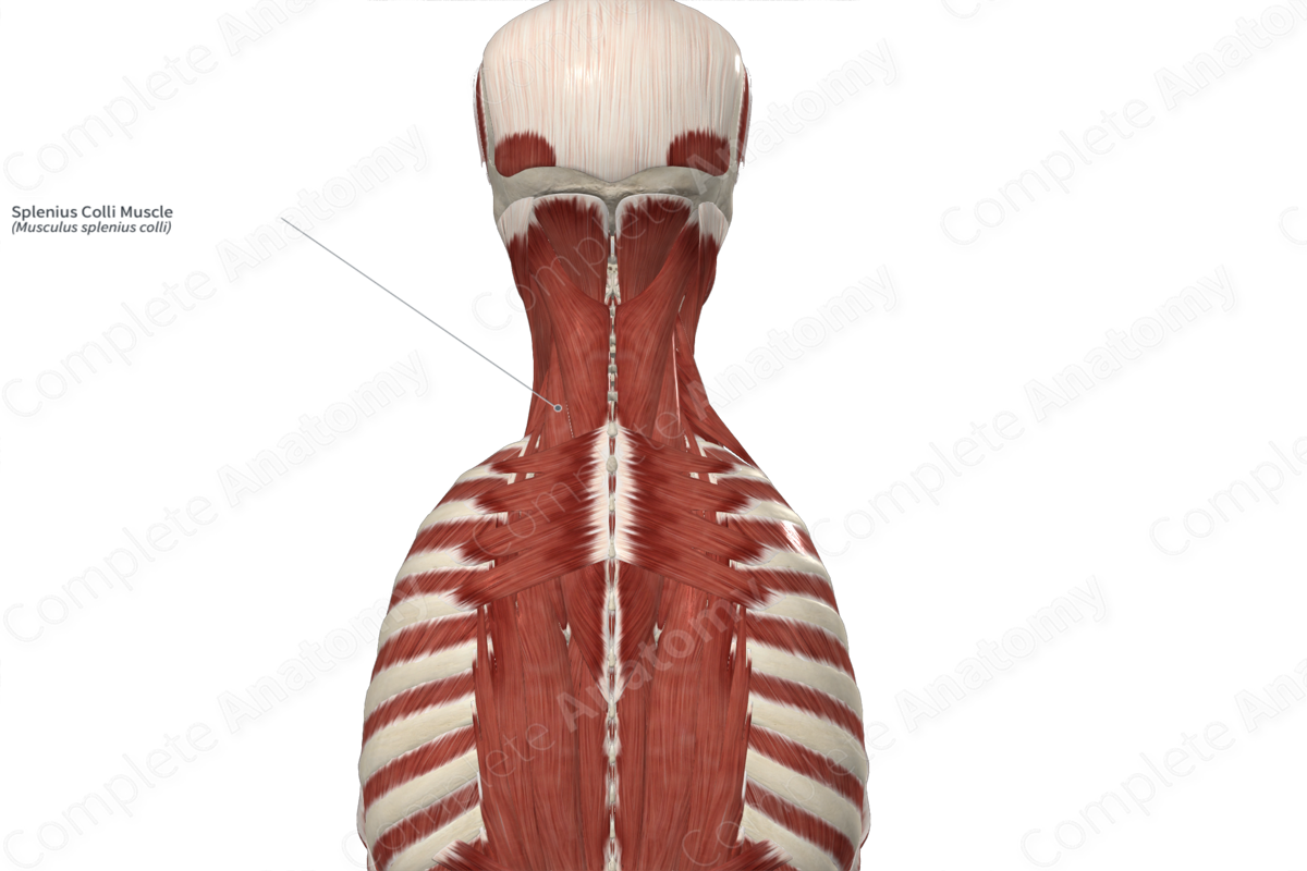 Splenius Colli Muscle | Complete Anatomy