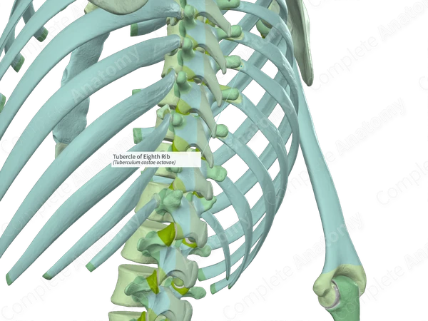 Tubercle of Eighth Rib | Complete Anatomy