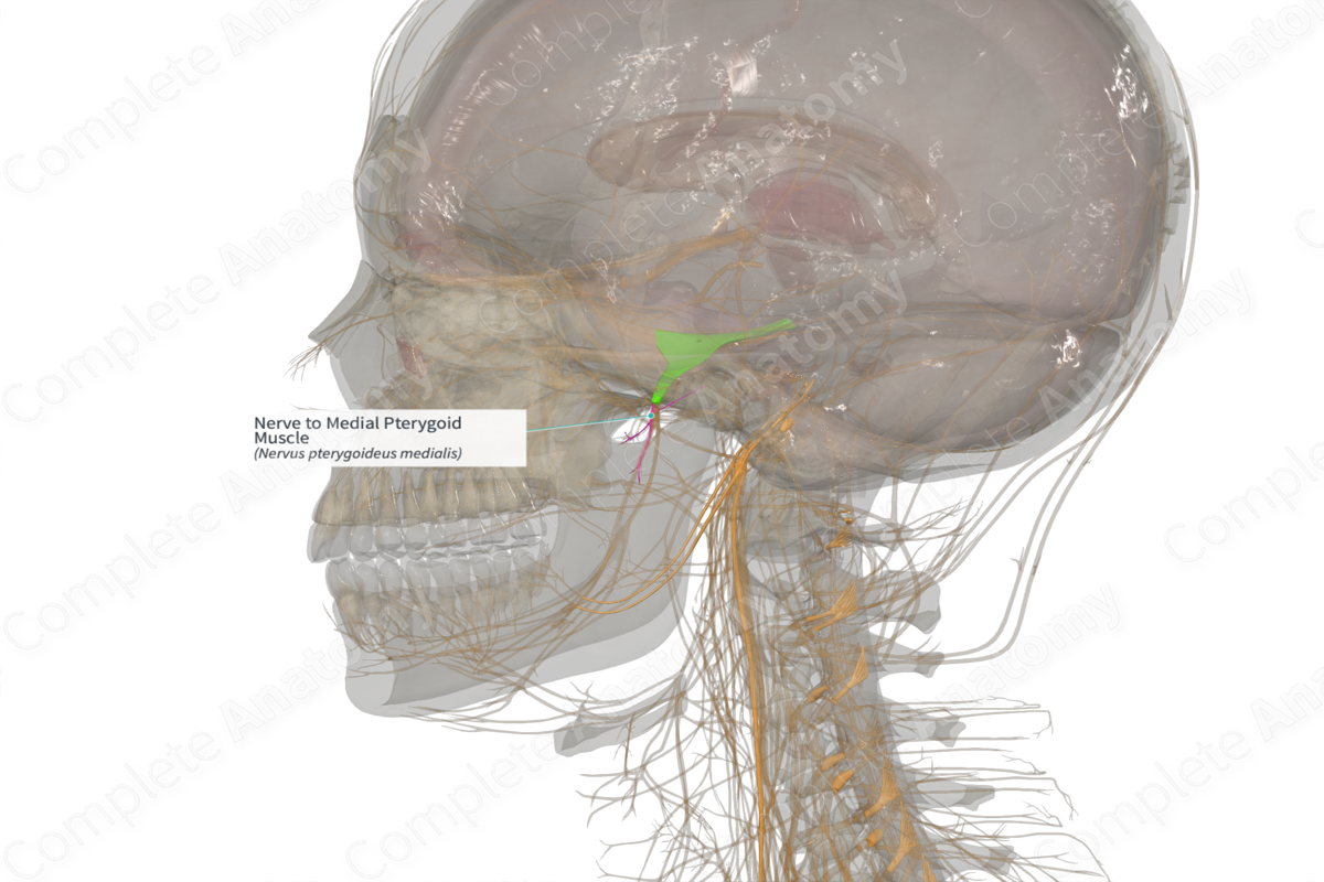 Nerve To Medial Pterygoid Muscle Left Complete Anatomy