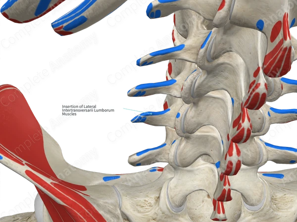 Insertion of Lateral Intertransversarii Lumborum Muscles | Complete Anatomy