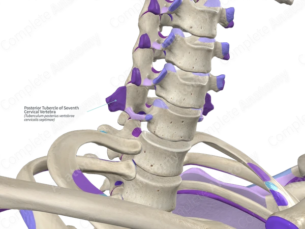 Posterior Tubercle of Seventh Cervical Vertebra (Left) | Complete Anatomy