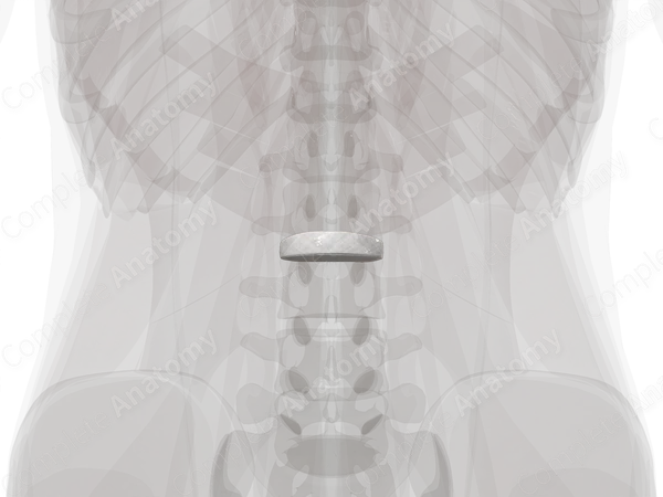 Intervertebral Symphysis (L2-L3) | Complete Anatomy