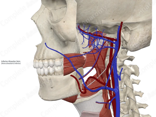 Inferior Alveolar Vein | Complete Anatomy
