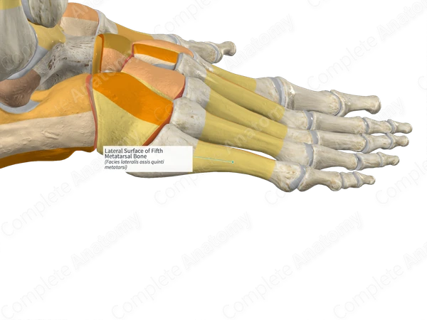Lateral Surface of Fifth Metatarsal Bone | Complete Anatomy