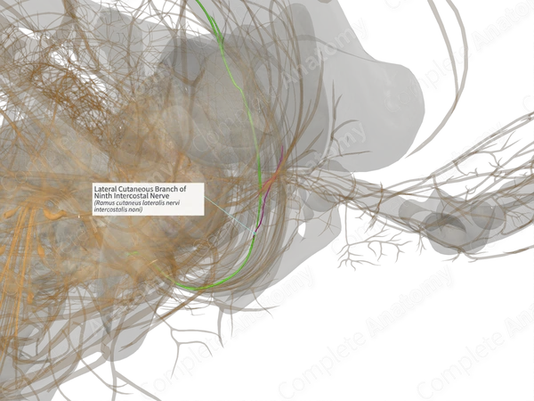 Lateral Cutaneous Branch of Ninth Intercostal Nerve (Right) | Complete ...