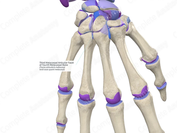 Third Metacarpal Articular Facet of Fourth Metacarpal Bone | Complete ...