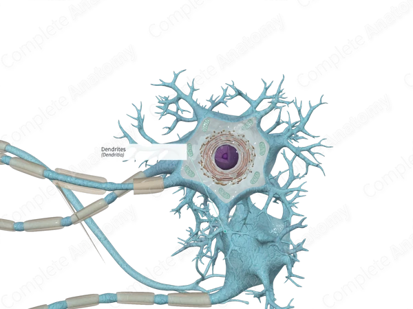 Dendrites | Complete Anatomy