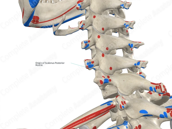 Origin of Scalenus Posterior Muscle | Complete Anatomy