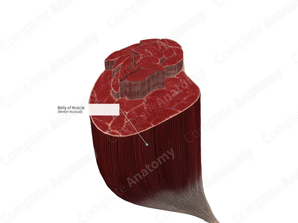 Belly of Muscle | Complete Anatomy