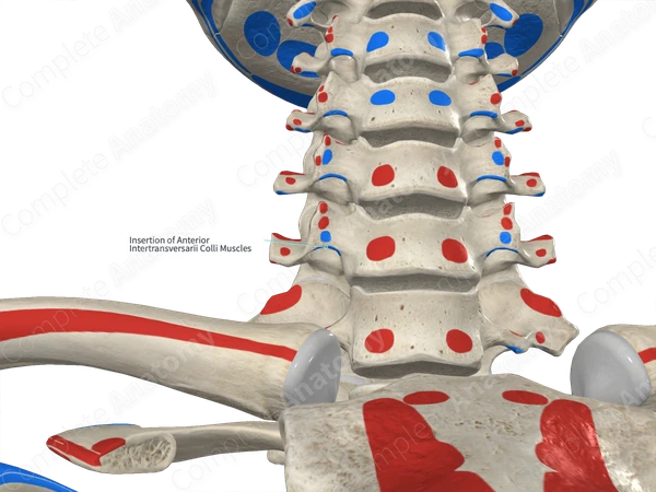 Insertion of Anterior Intertransversarii Colli Muscles | Complete Anatomy