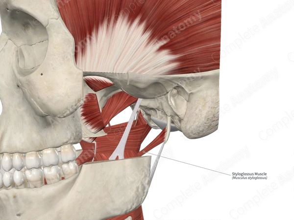 Styloglossus Muscle | Complete Anatomy