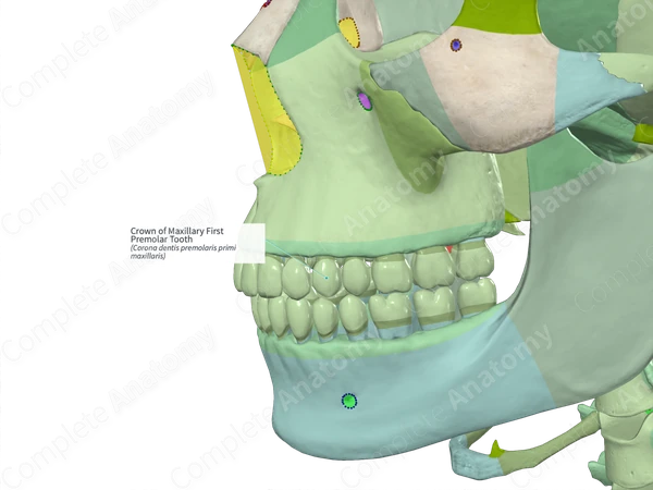 Crown of Maxillary First Premolar Tooth | Complete Anatomy