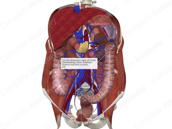 Circular Muscular Layer of Colon (Descending Colon: Anterior ...