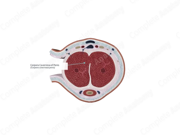 Corpora Cavernosa of Penis | Complete Anatomy