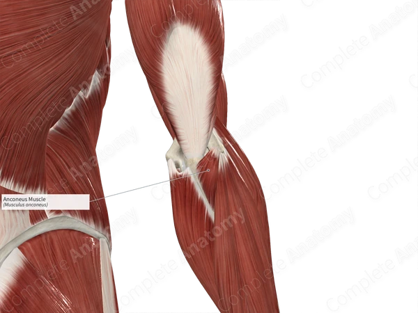 Anconeus Muscle | Complete Anatomy
