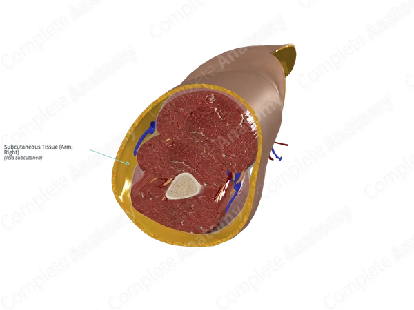 Subcutaneous Tissue (Arm; Right) | Complete Anatomy