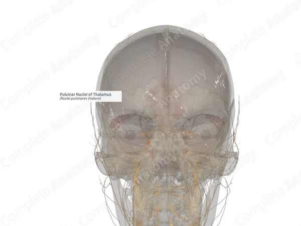 Pulvinar Nuclei of Thalamus (Left) | Complete Anatomy