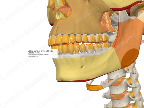 Labial Surface of Mandibular Canine Tooth | Complete Anatomy