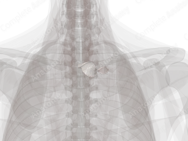 Sternoclavicular Joint (Left) | Complete Anatomy