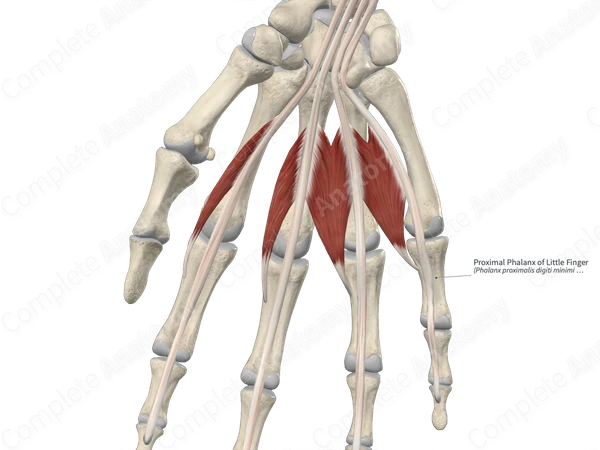Proximal Phalanx of Little Finger | Complete Anatomy