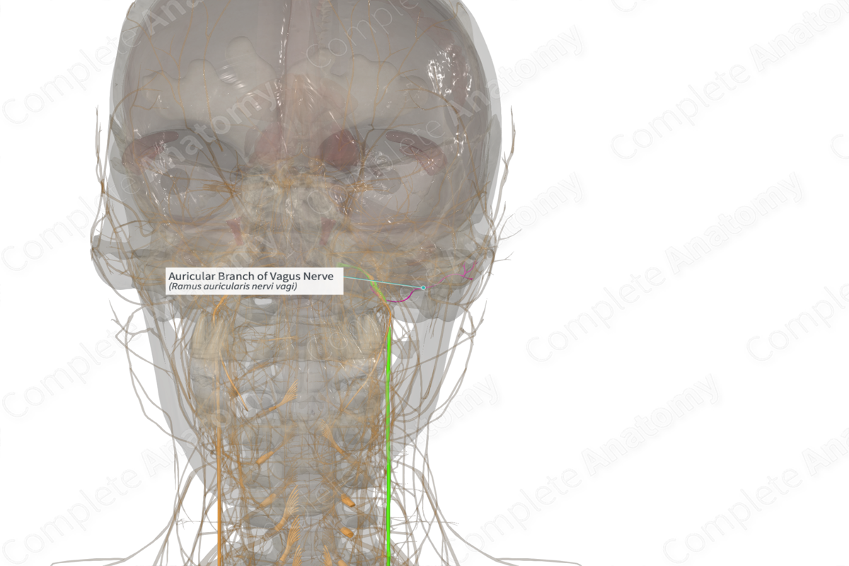Auricular Branch Of Vagus Nerve Right Complete Anatomy