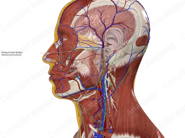 Preauricular Nodes | Complete Anatomy