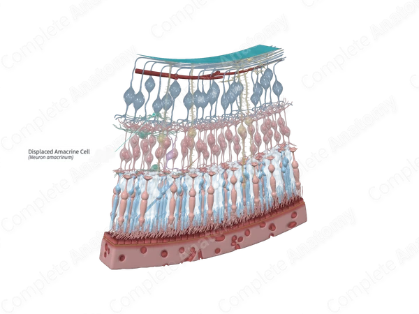 Displaced Amacrine Cell | Complete Anatomy