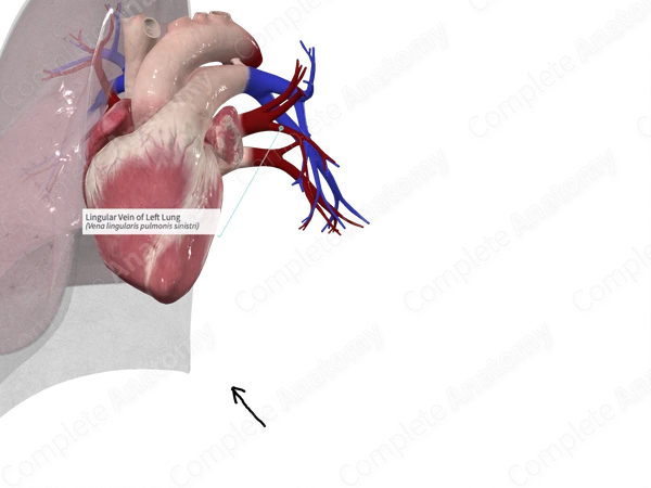 Lingular Vein of Left Lung | Complete Anatomy