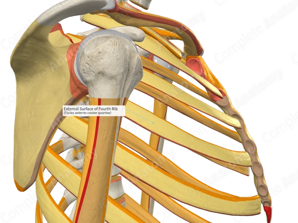 External Surface of Fourth Rib | Complete Anatomy