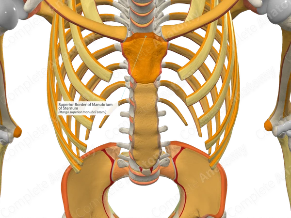 Superior Border of Manubrium of Sternum | Complete Anatomy