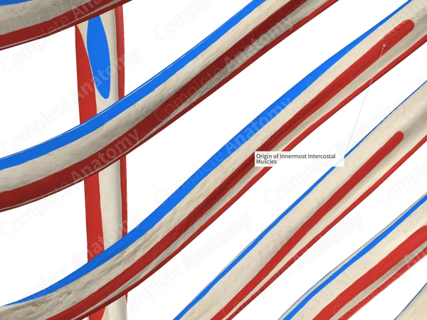 Origin of Innermost Intercostal Muscles | Complete Anatomy