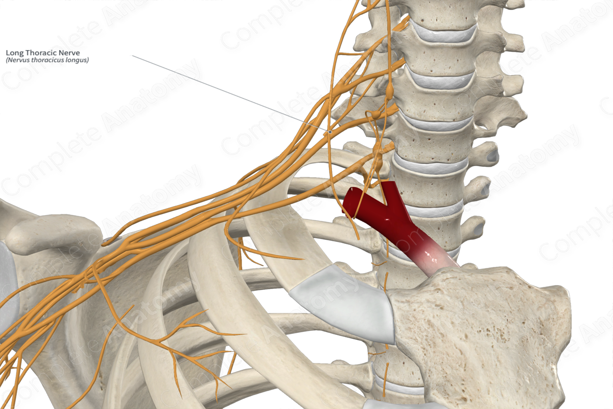 Long Thoracic Nerve | Complete Anatomy