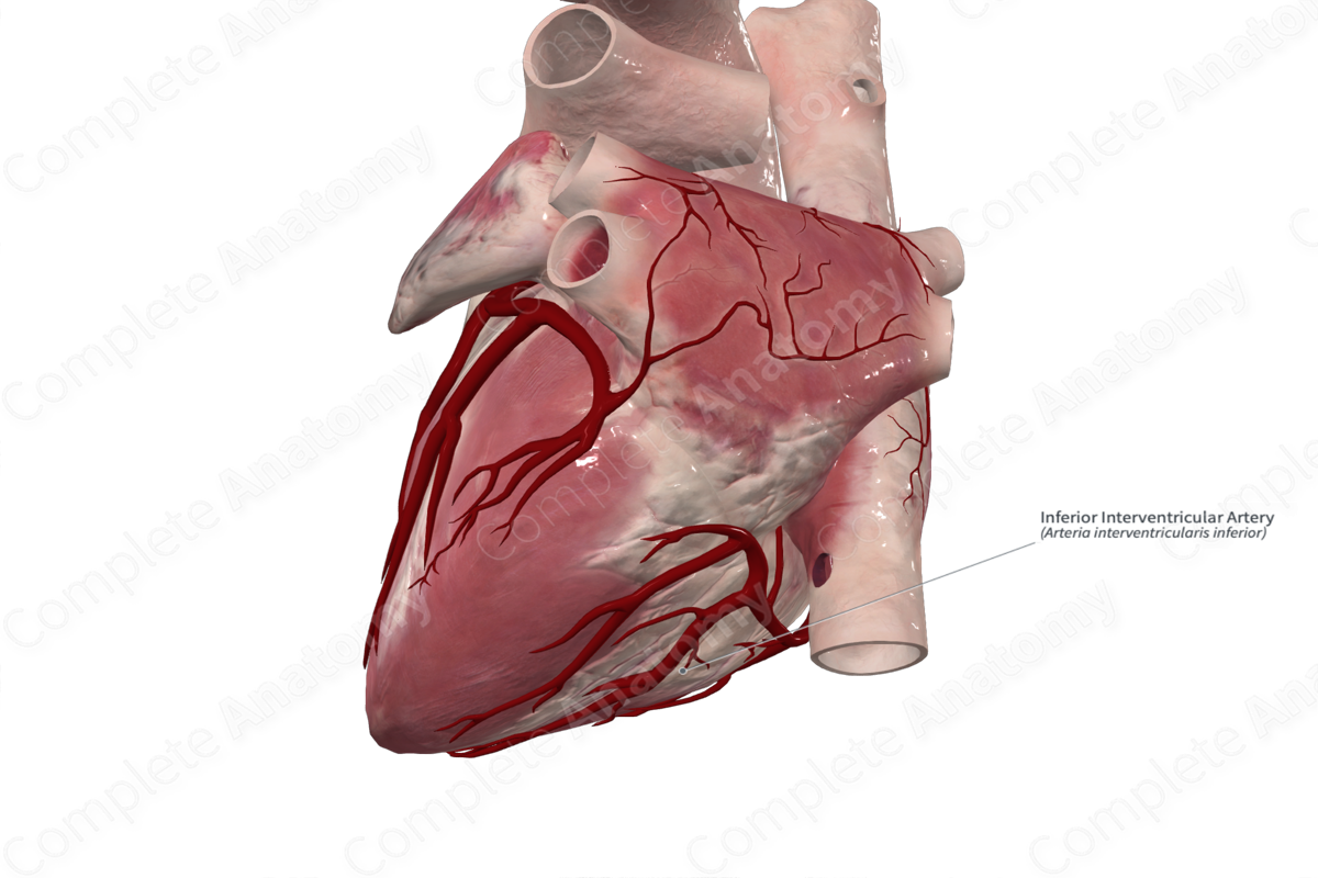 Inferior Interventricular Artery | Complete Anatomy