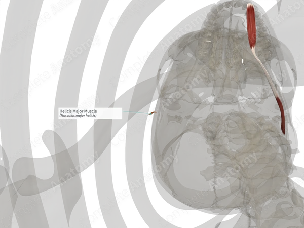 Helicis Major Muscle (Left) | Complete Anatomy
