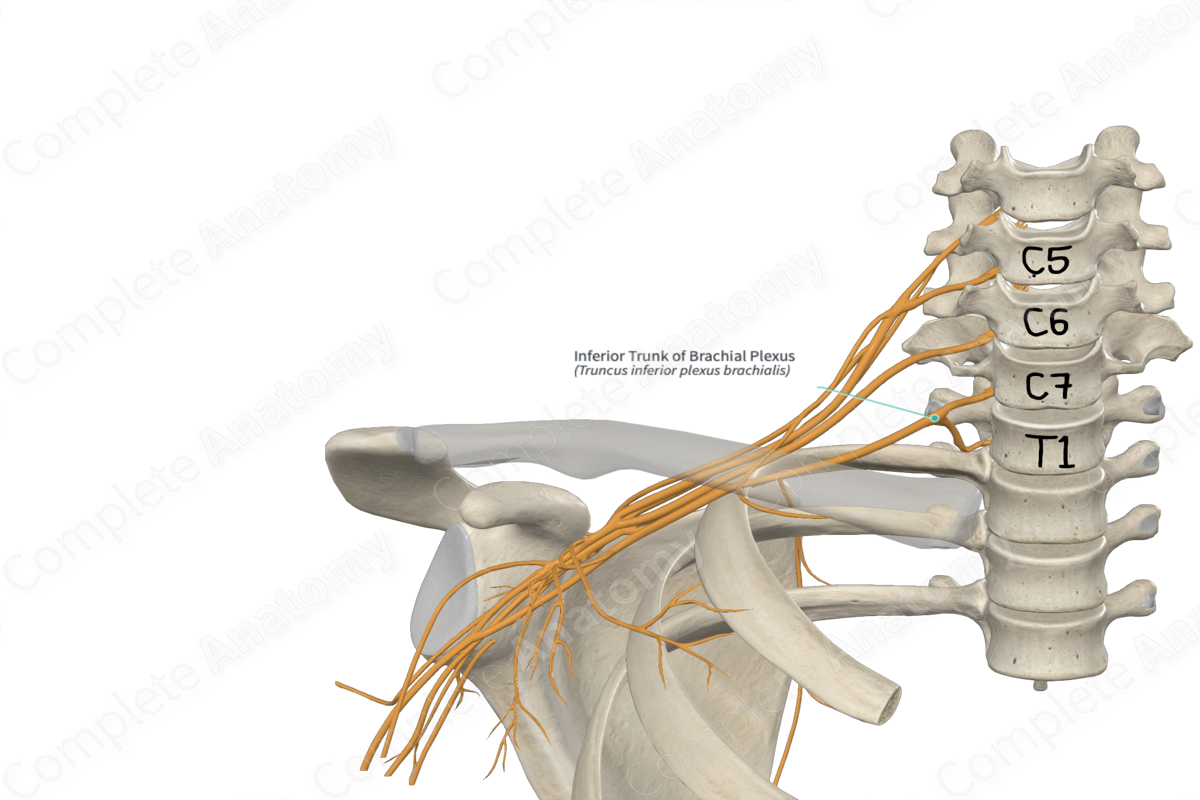 Inferior Trunk Of Brachial Plexus Complete Anatomy