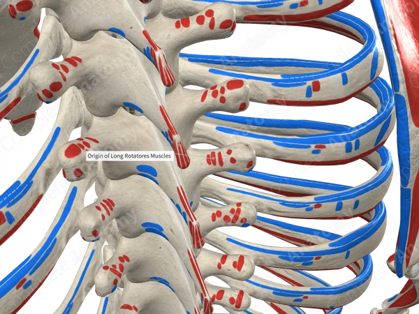 Origin of Long Rotatores Muscles | Complete Anatomy