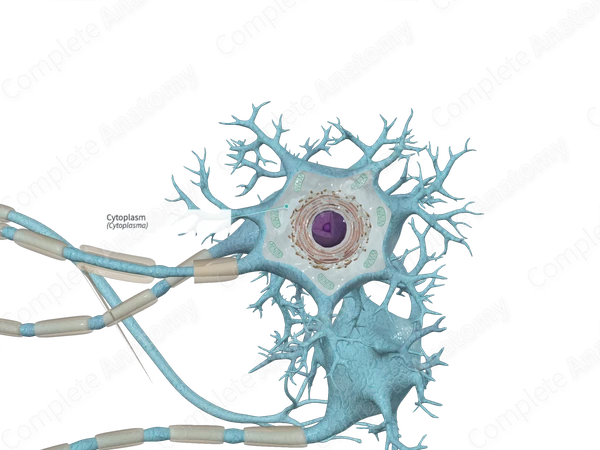 Cytoplasm | Complete Anatomy