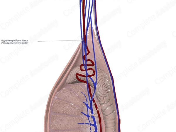Right Pampiniform Plexus | Complete Anatomy