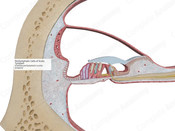 Perilymphatic Cells of Scala Tympani | Complete Anatomy