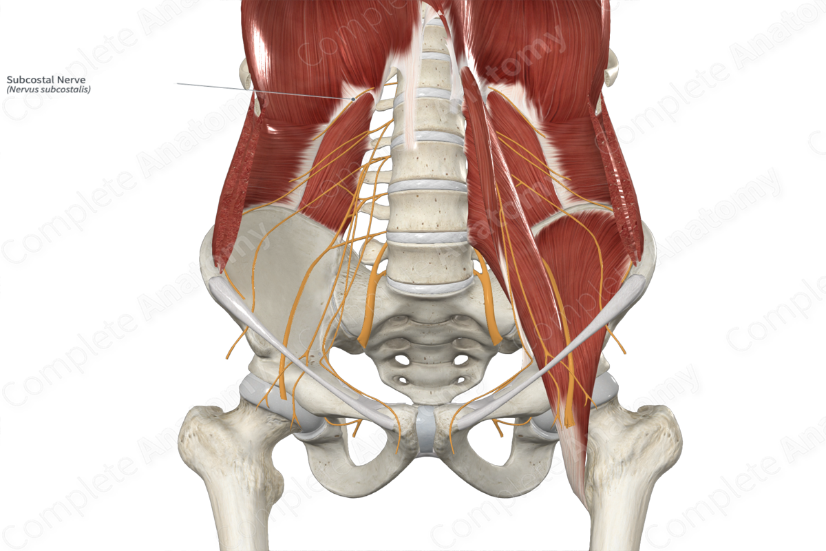 Subcostal Nerve | Complete Anatomy