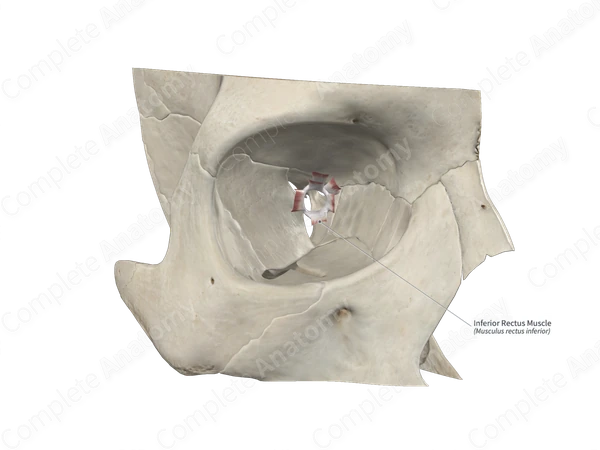Inferior Rectus Muscle | Complete Anatomy