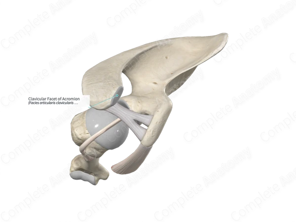 Clavicular Facet of Acromion | Complete Anatomy