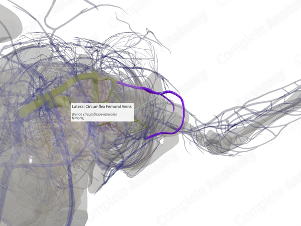 Lateral Circumflex Femoral Veins (Right) | Complete Anatomy