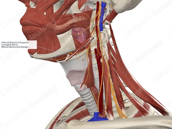 Internal Branch of Superior Laryngeal Nerve | Complete Anatomy