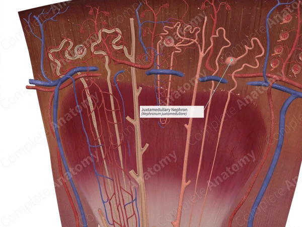 Juxtamedullary Nephron | Complete Anatomy
