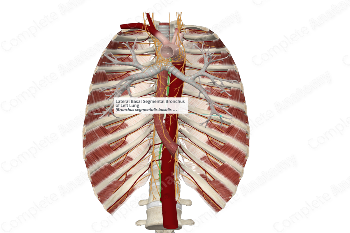 Lateral Basal Segmental Bronchus Of Left Lung Complete Anatomy