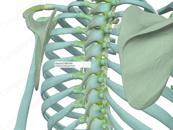 Head of Fifth Rib | Complete Anatomy